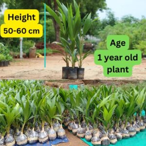 Ram Ganga Dwarf Hybrid Coconut Plant-(Pack of 1) - mylaorganics.com