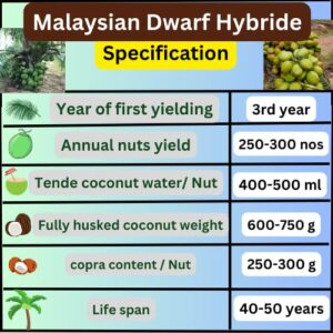 Ram Ganga Dwarf Hybrid Coconut Plant-(Pack of 1) - mylaorganics.com